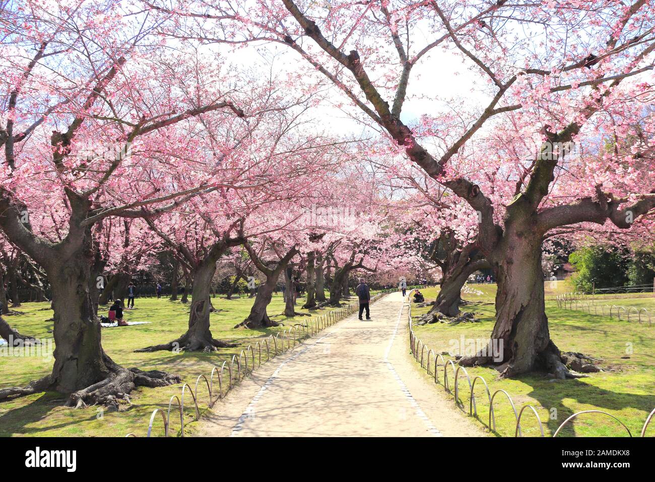 Japanese hanami festival - people enjoy sakura blossom. Cherry ...