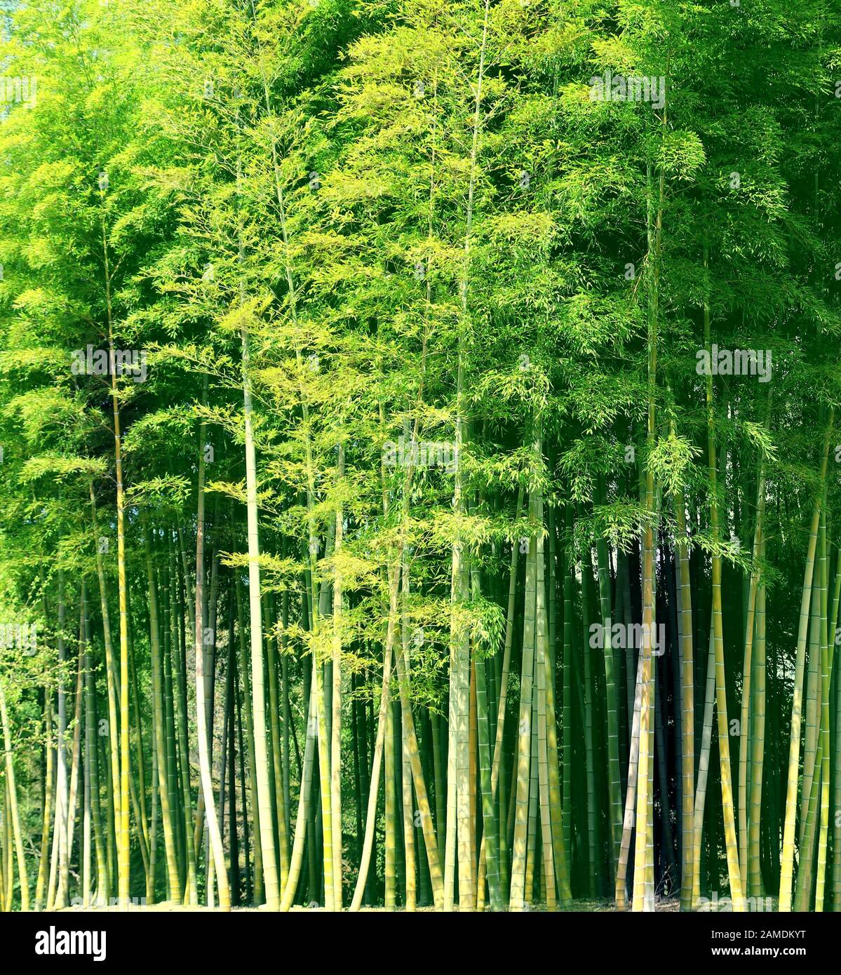 Thicket of bamboo in Koishikawa Korakuen garden, Okayama, Japan Stock ...