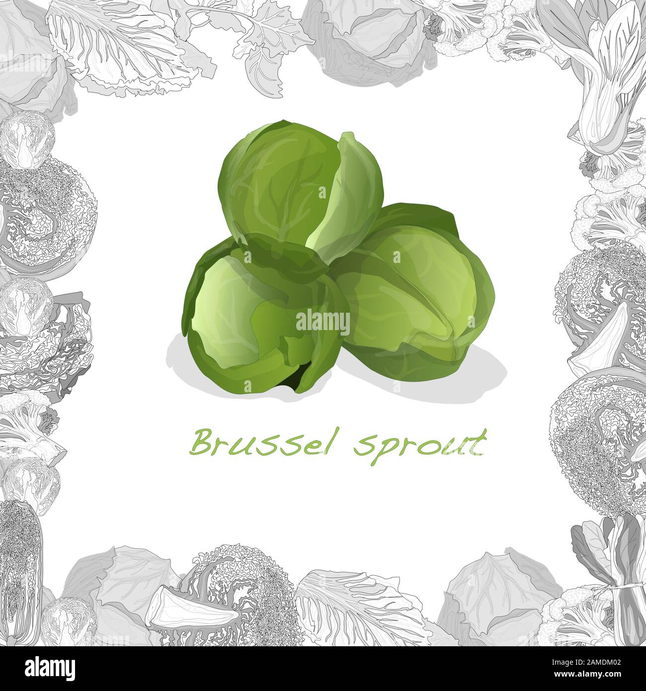Brussel Sprouts illustration isolated on white background. Vector image ...