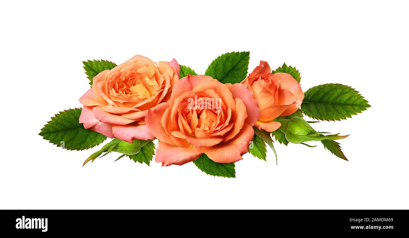 Orange rose flowers in a floral arrangement isolated on white Stock ...