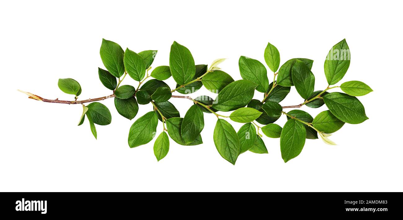 Fresh branch with green leaves isolated on white background Stock Photo ...