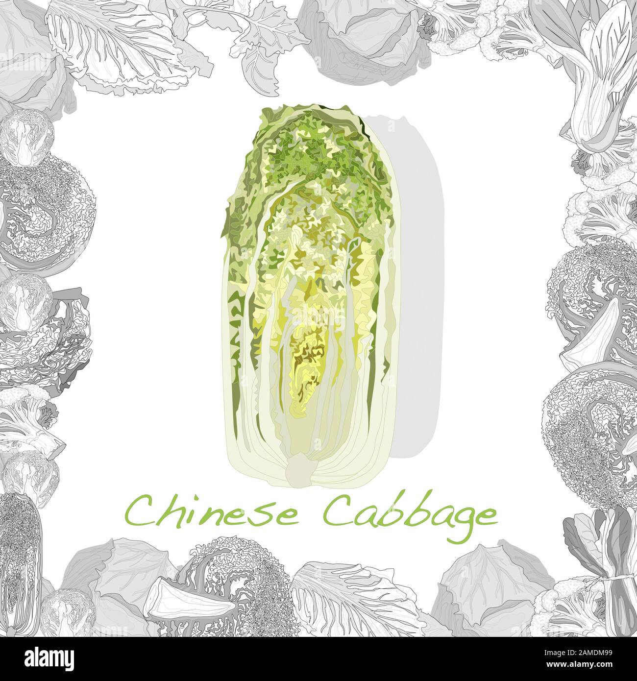 Fresh chinese cabbage illustration on a white background. Vector image ...
