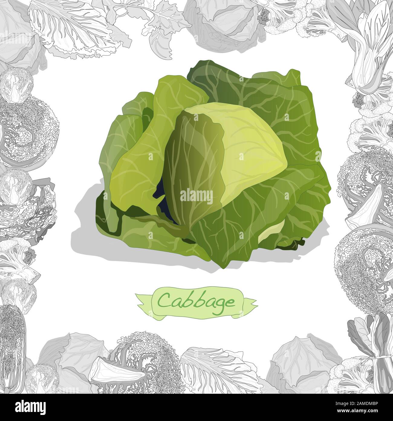 Cabbage illustration hi-res stock photography and images - Alamy