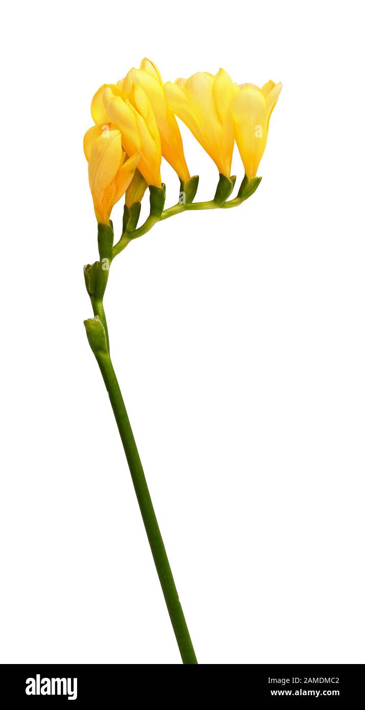 Yellow freesia flowers hi-res stock photography and images - Alamy