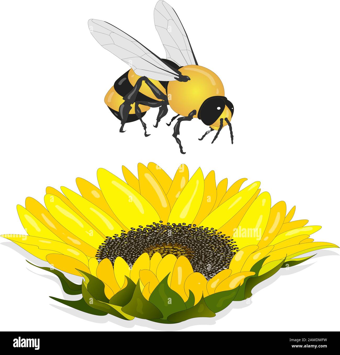 Sunflower with bee on white background. Agriculture farming plant ...