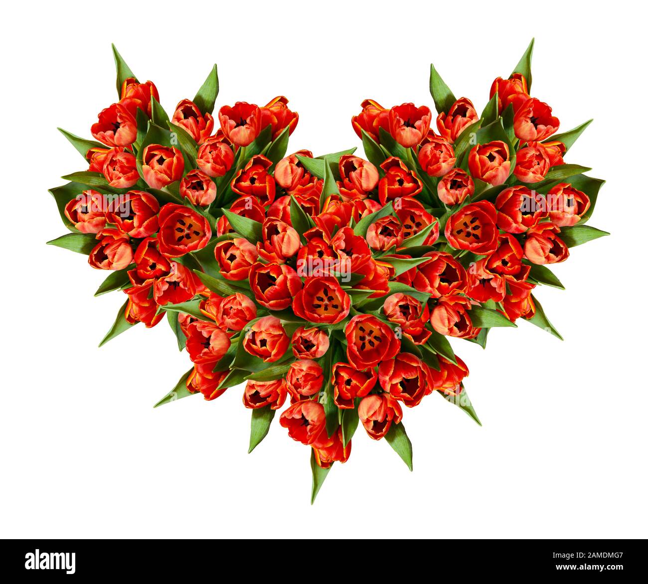 Top view on heart shape bouquet of red tulip flowers isolated on white ...