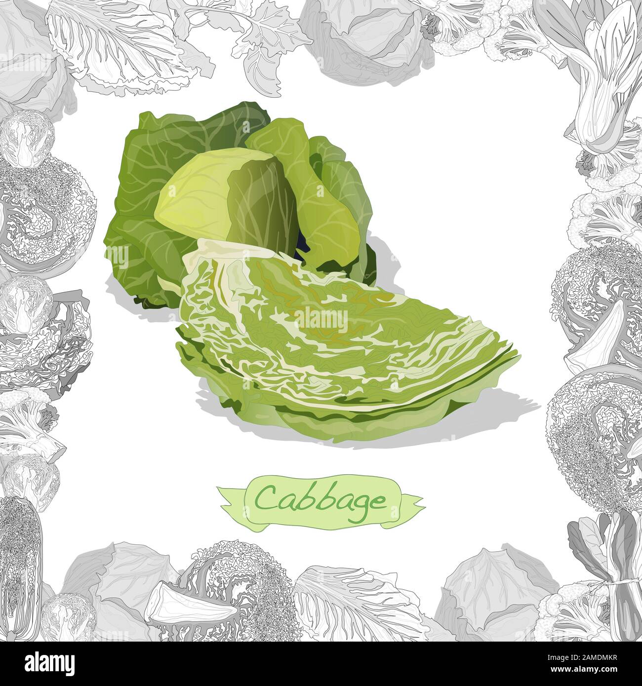 Fresh cabbage illustration on white background. Vector image Stock ...