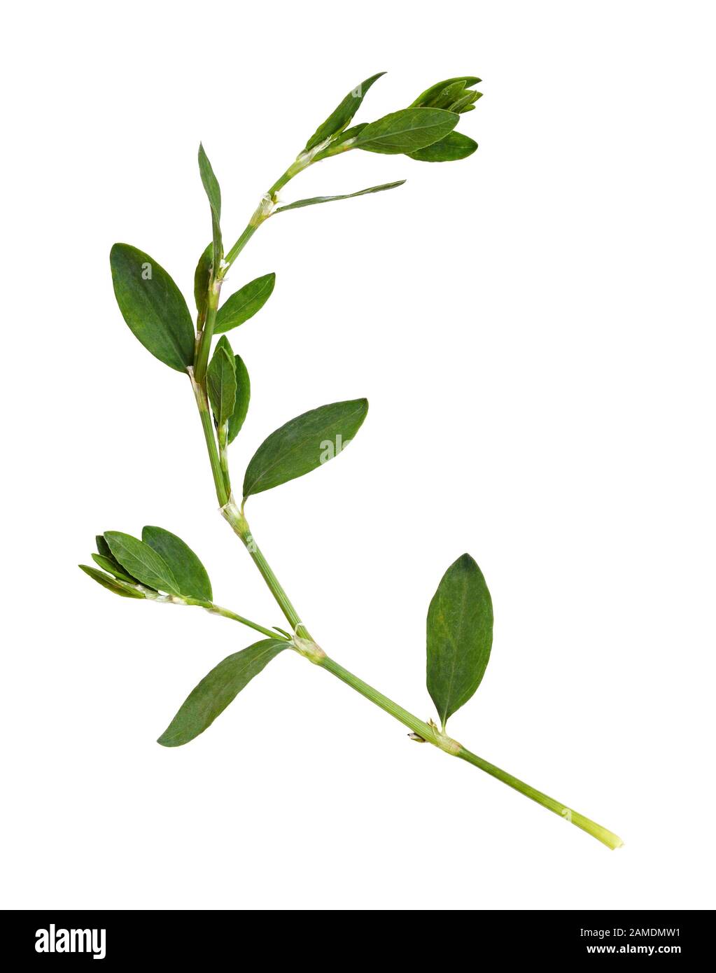Twig of wild grass with green leaves isolated on white Stock Photo - Alamy