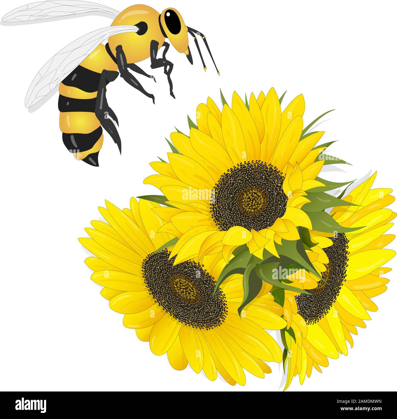 Sunflower with bee on white background. Agriculture farming plant ...