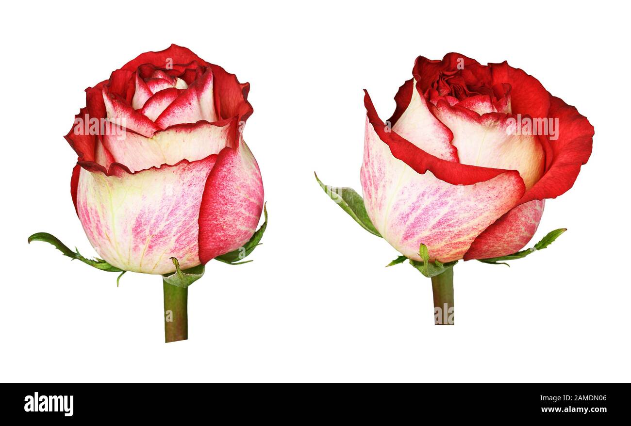 Set of red rose flowers isolated on white Stock Photo - Alamy