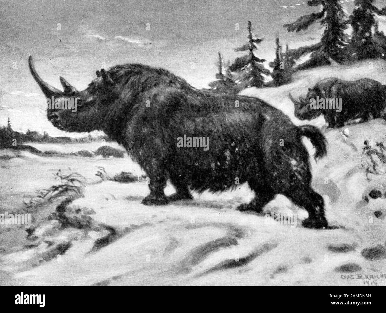 Woolly rhinoceros hi-res stock photography and images - Alamy