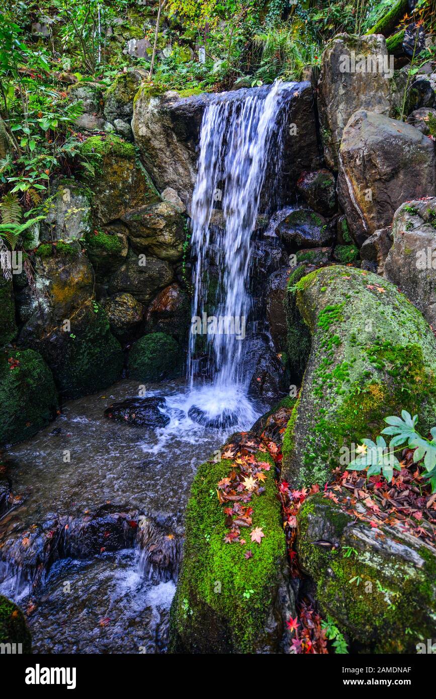 A small waterfall in a creek in a Japanese forest and nature preserve ...