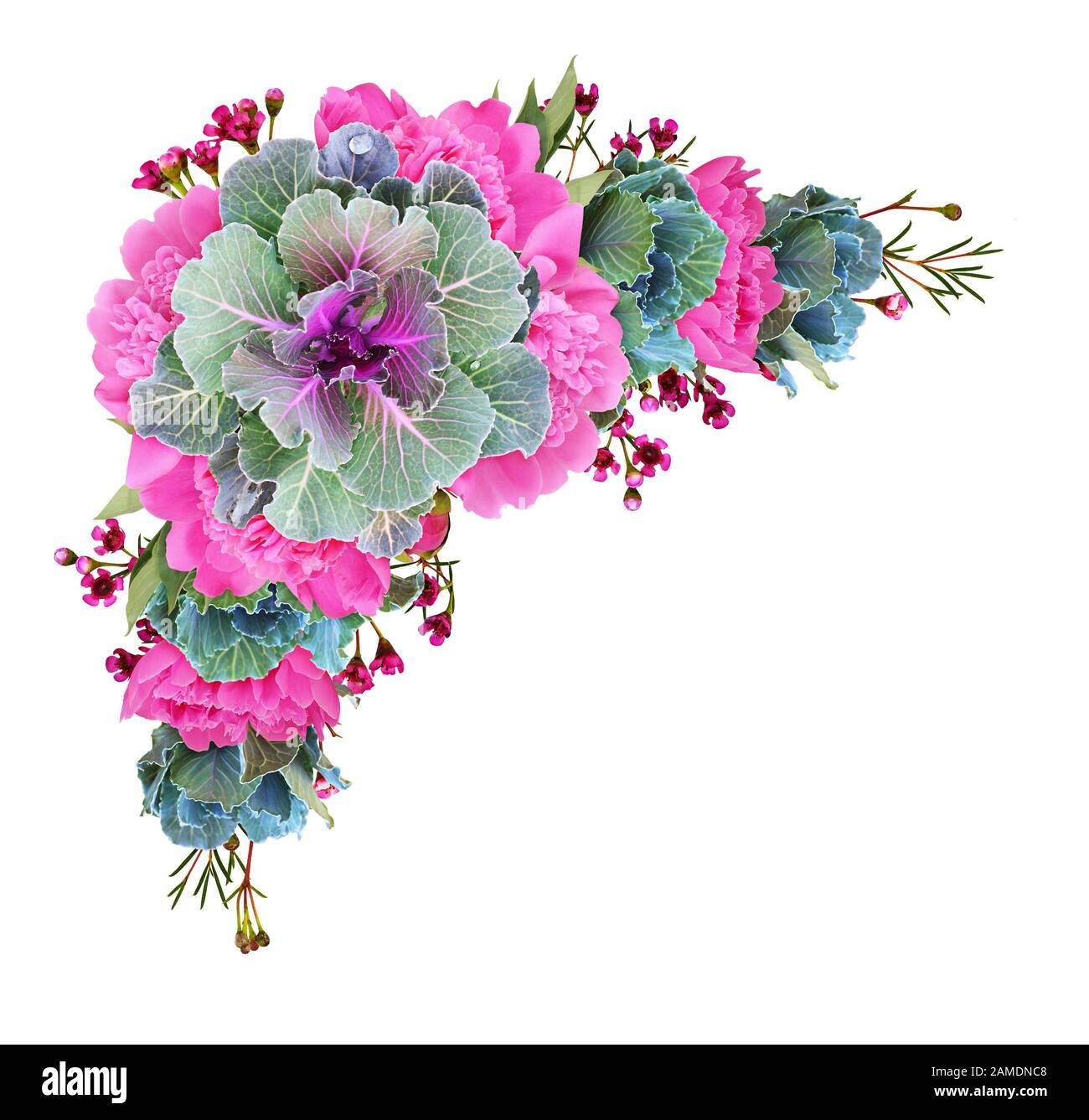 Ornamental kale white background hi-res stock photography and images ...