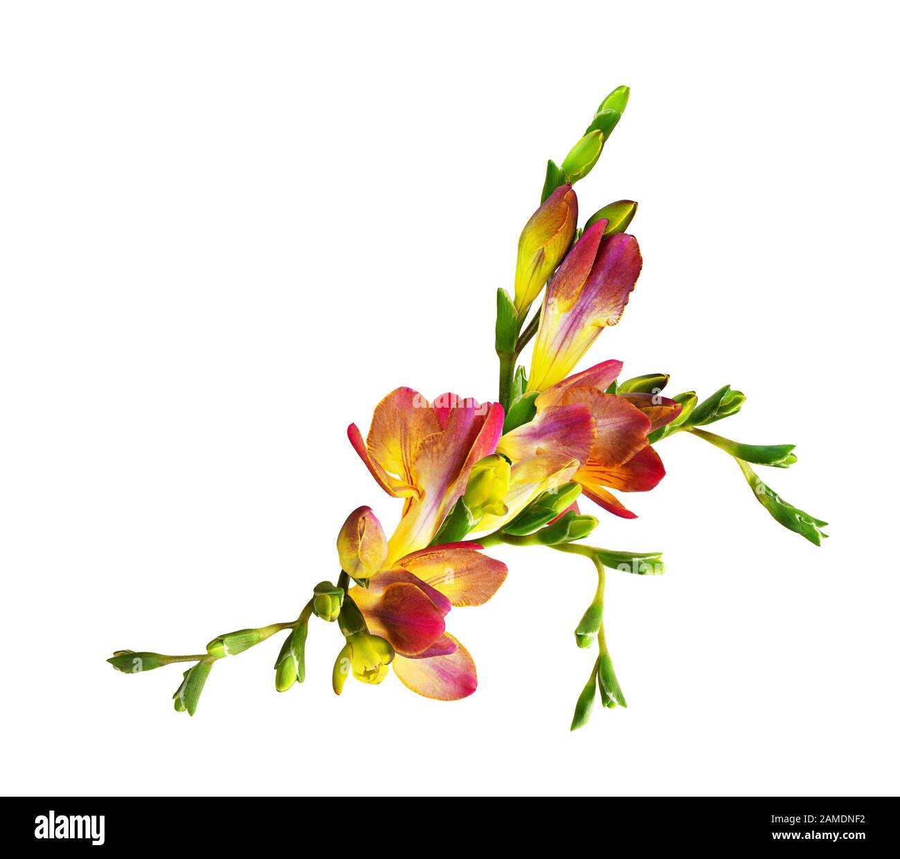 Fresh red freesia flowers and buds in a floral arrangement isolated on ...