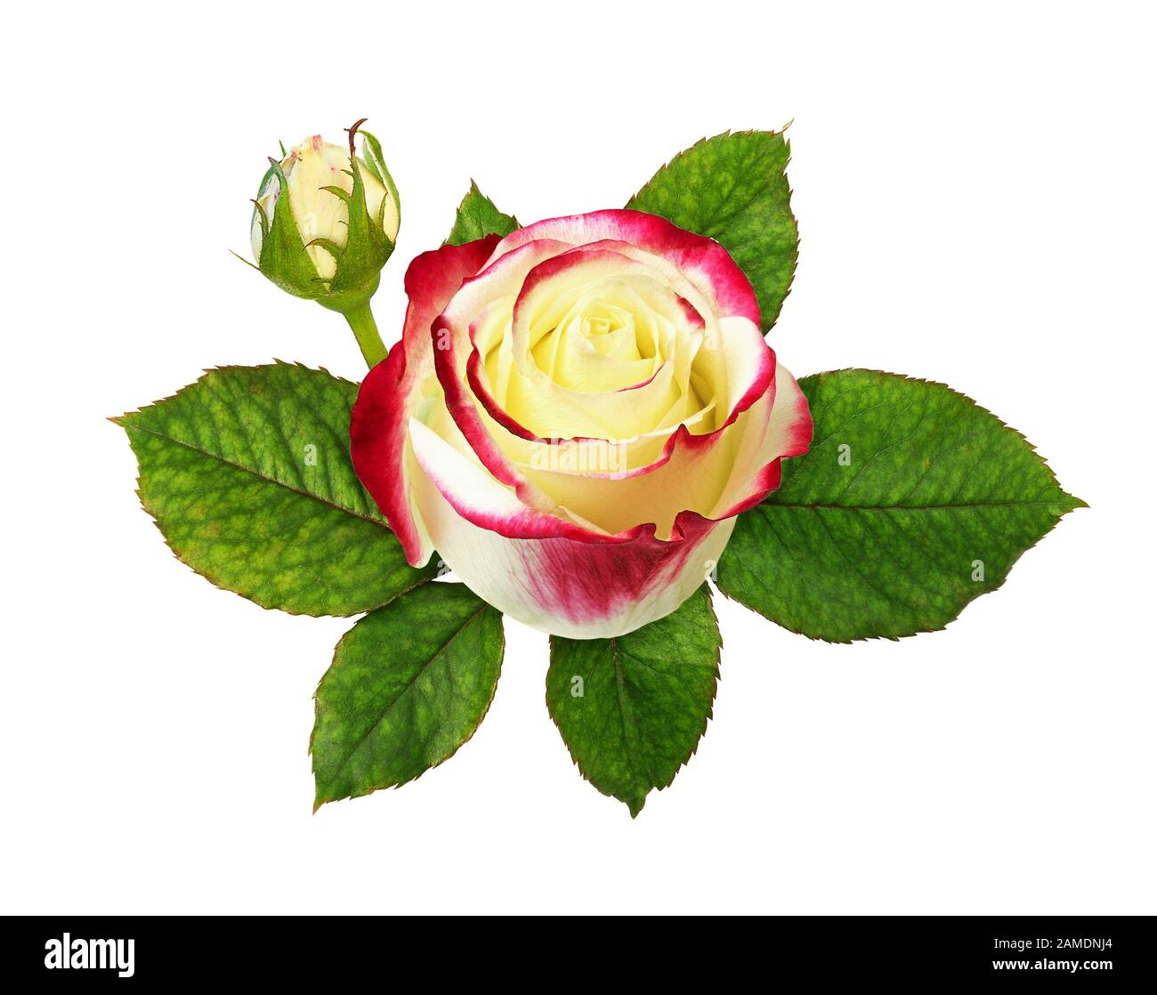 Red and white rose flower with green leaves isolated on white Stock ...