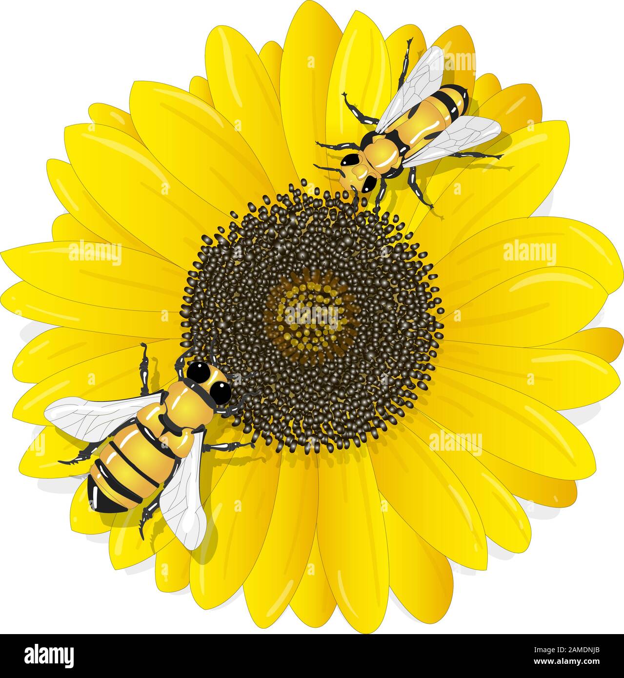 Sunflower with bee on white background. Agriculture farming plant ...