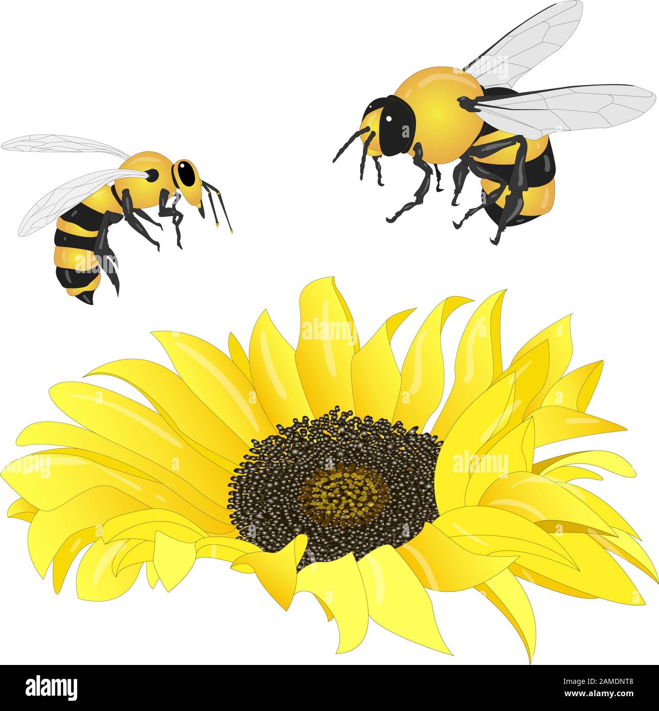 Sunflower with bee on white background. Agriculture farming plant ...