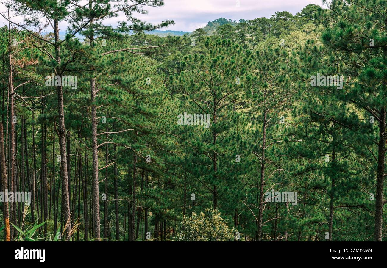 Green pine tree forest in Dalat Highlands, Vietnam Stock Photo - Alamy