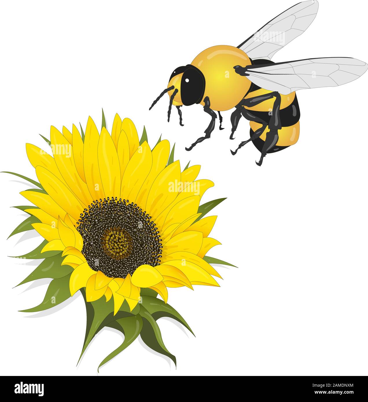 Sunflower with bee on white background. Agriculture farming plant ...