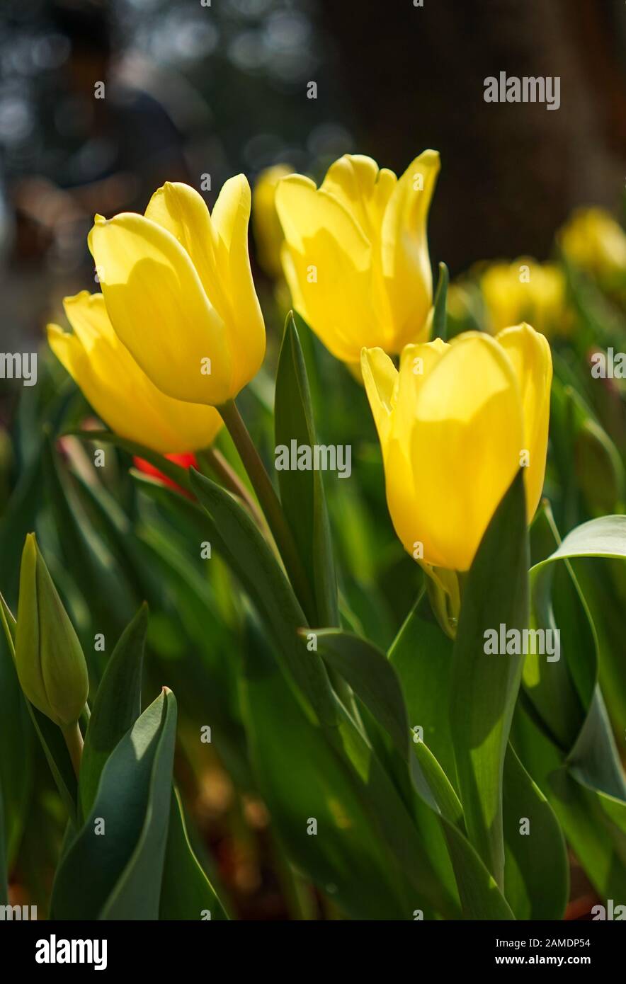 Colorful tulip flowers blooming at public park in Saigon (Ho Chi Minh ...