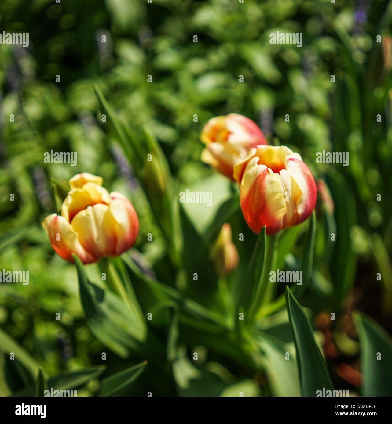 Colorful tulip flowers blooming at public park in Saigon (Ho Chi Minh ...