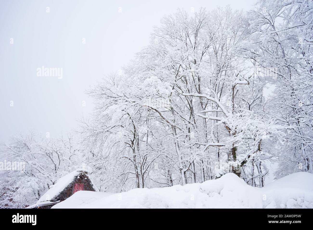 Snowy winter trees and snowdrifts at the forest near Shirakawago ...