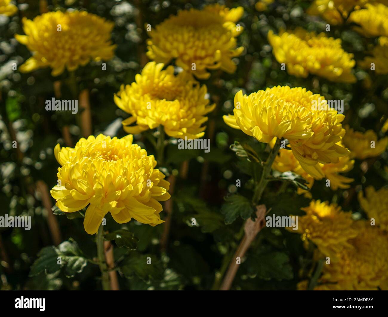 Daisy flowers blooming at the park in Saigon, Southern Vietnam Stock ...