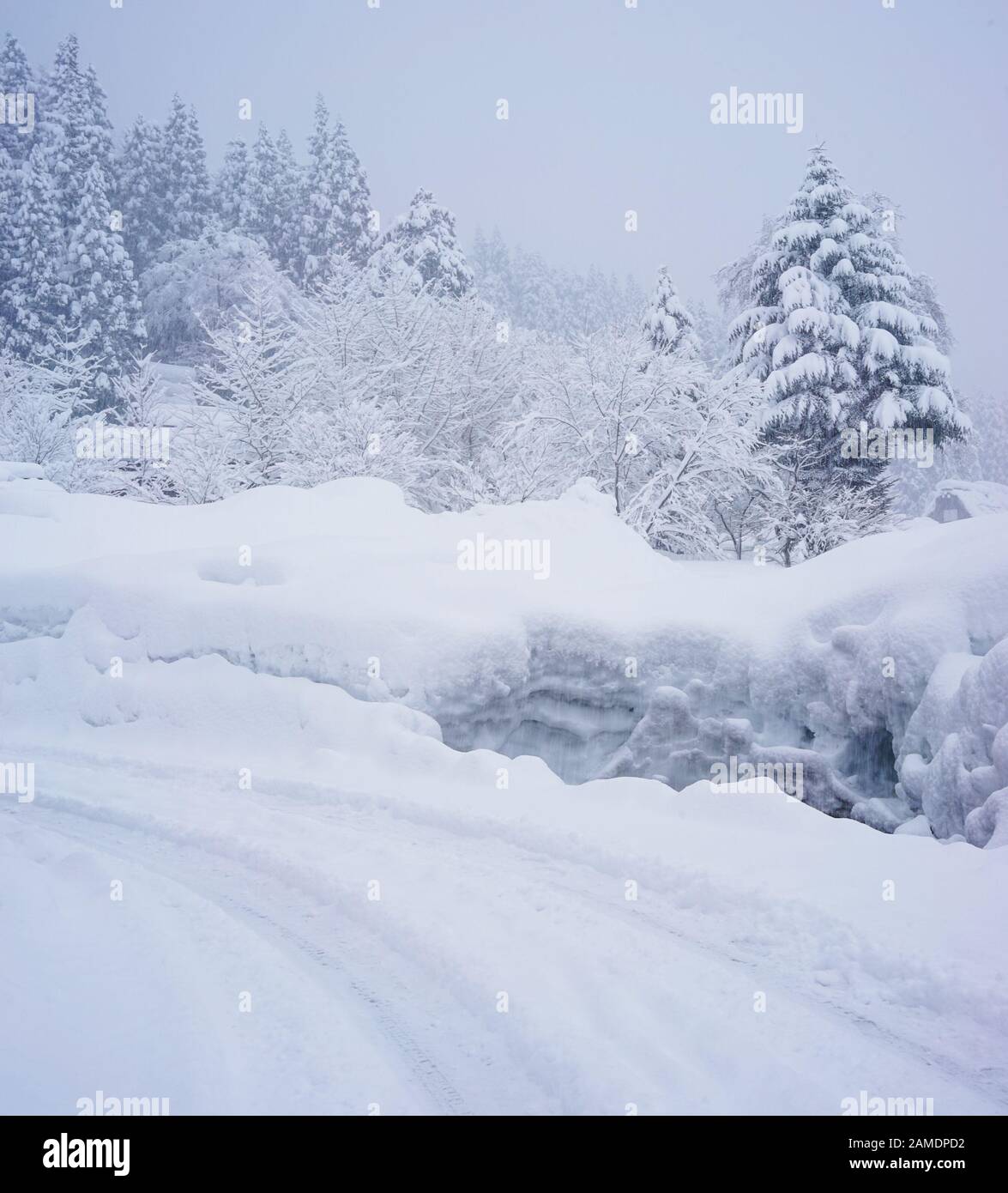 Snowy winter trees and snowdrifts at the forest near Shirakawago ...