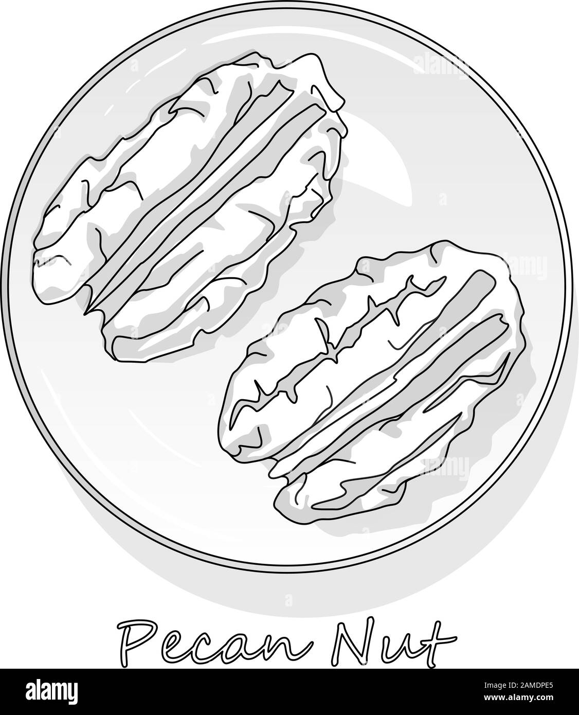 Pecan Clip Art Black And White