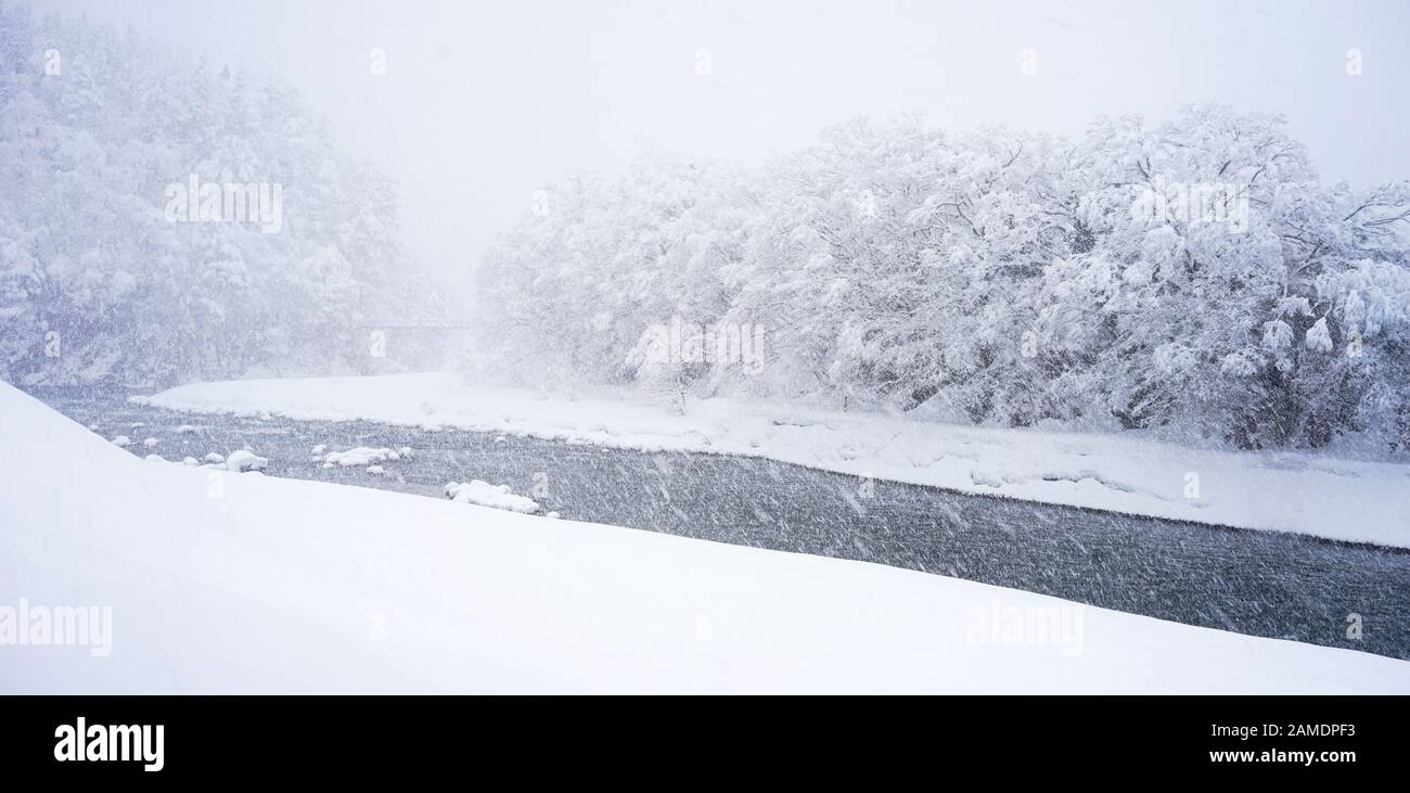 Snowy winter trees and snowdrifts at the forest near Shirakawago ...