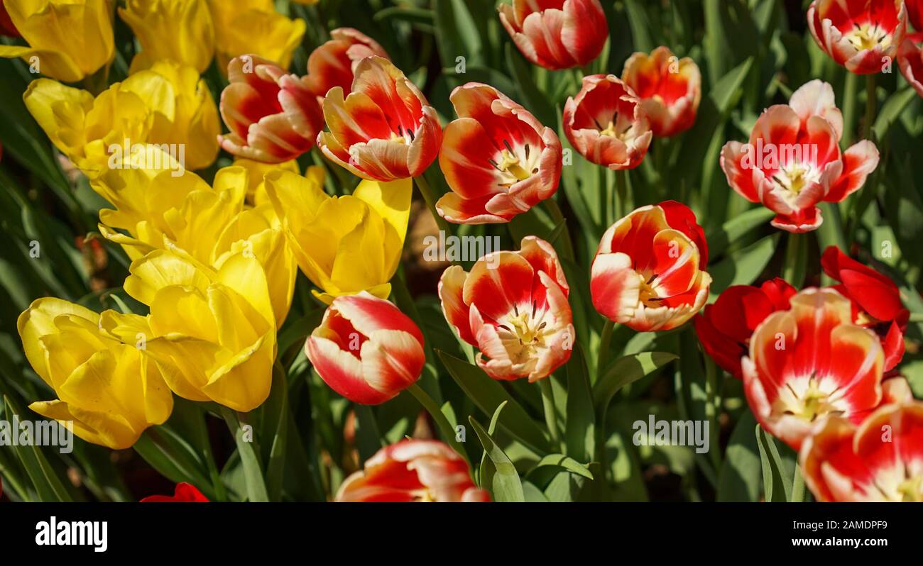 Colorful tulip flowers blooming at public park in Saigon (Ho Chi Minh ...