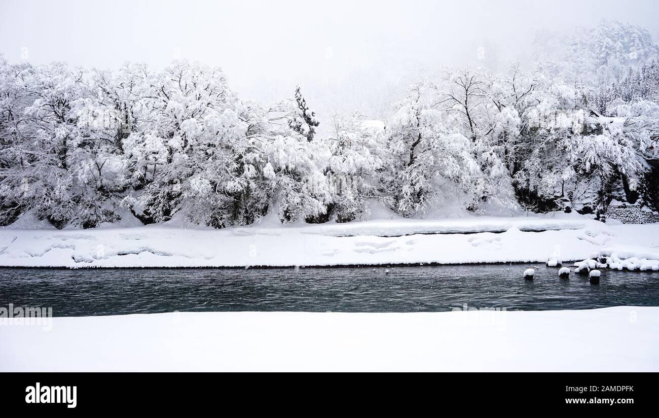 Snowy winter trees and snowdrifts at the forest near Shirakawago ...