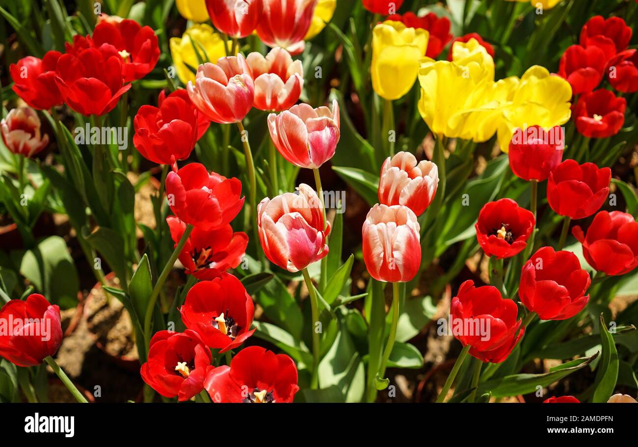 Colorful tulip flowers blooming at public park in Saigon (Ho Chi Minh ...