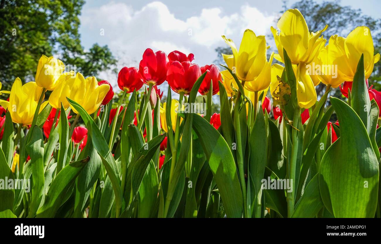 Colorful tulip flowers blooming at public park in Saigon (Ho Chi Minh ...