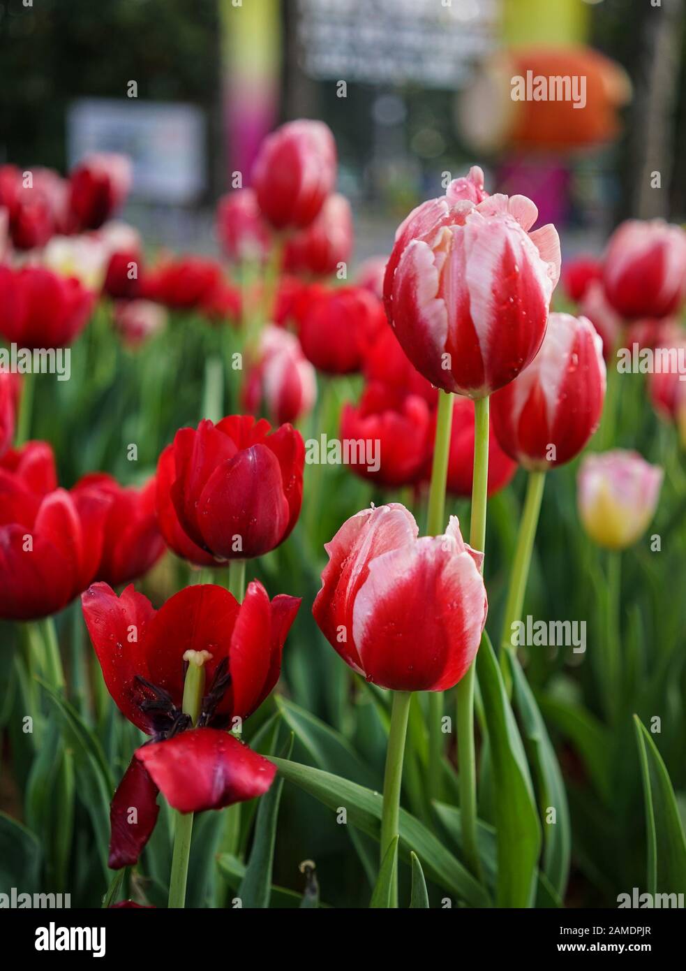 Colorful tulip flowers blooming at public park in Saigon (Ho Chi Minh ...