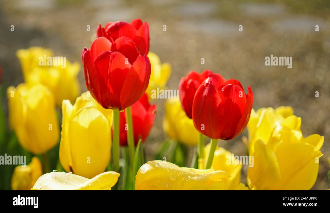 Colorful tulip flowers blooming at public park in Saigon (Ho Chi Minh ...