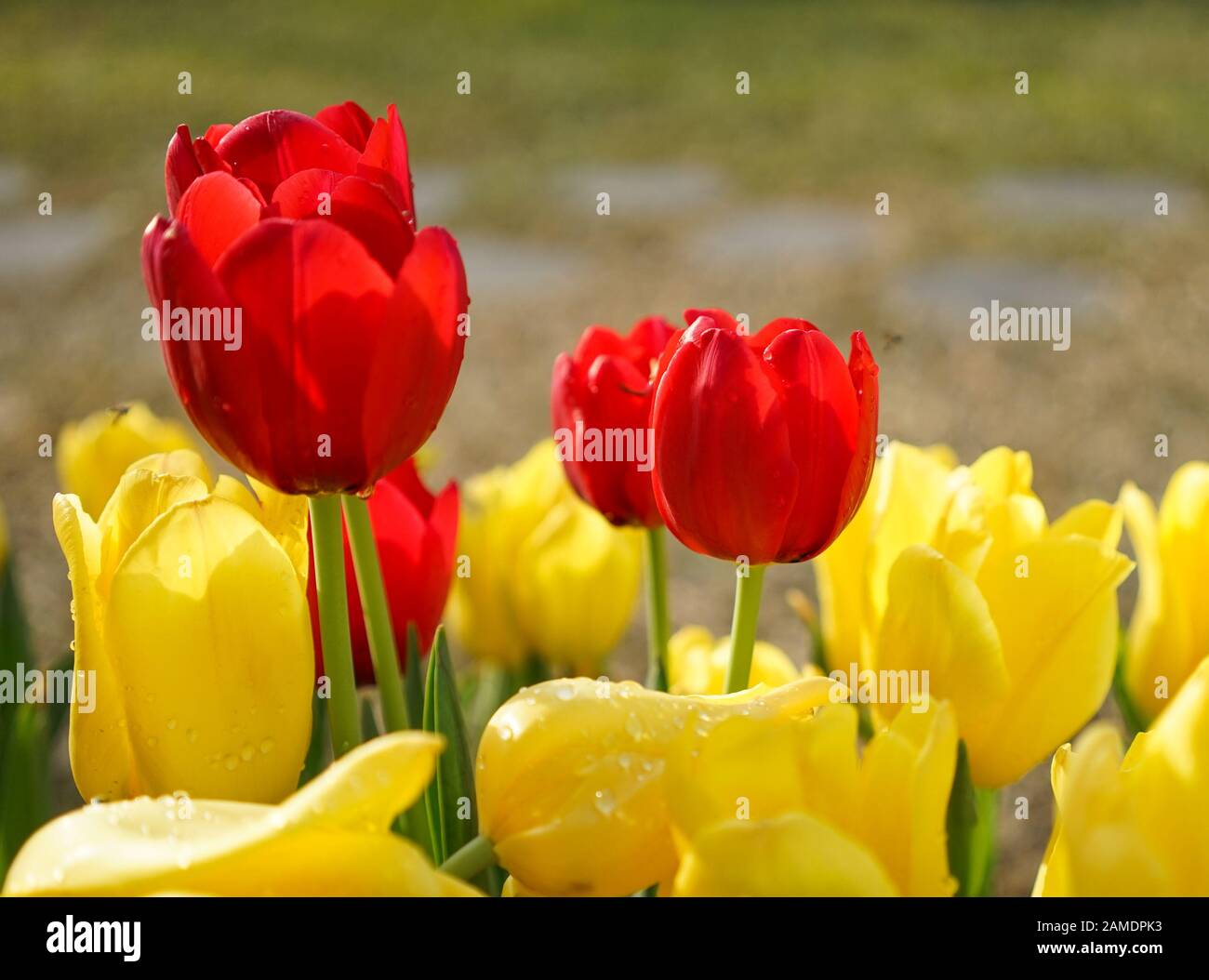 Colorful tulip flowers blooming at public park in Saigon (Ho Chi Minh ...