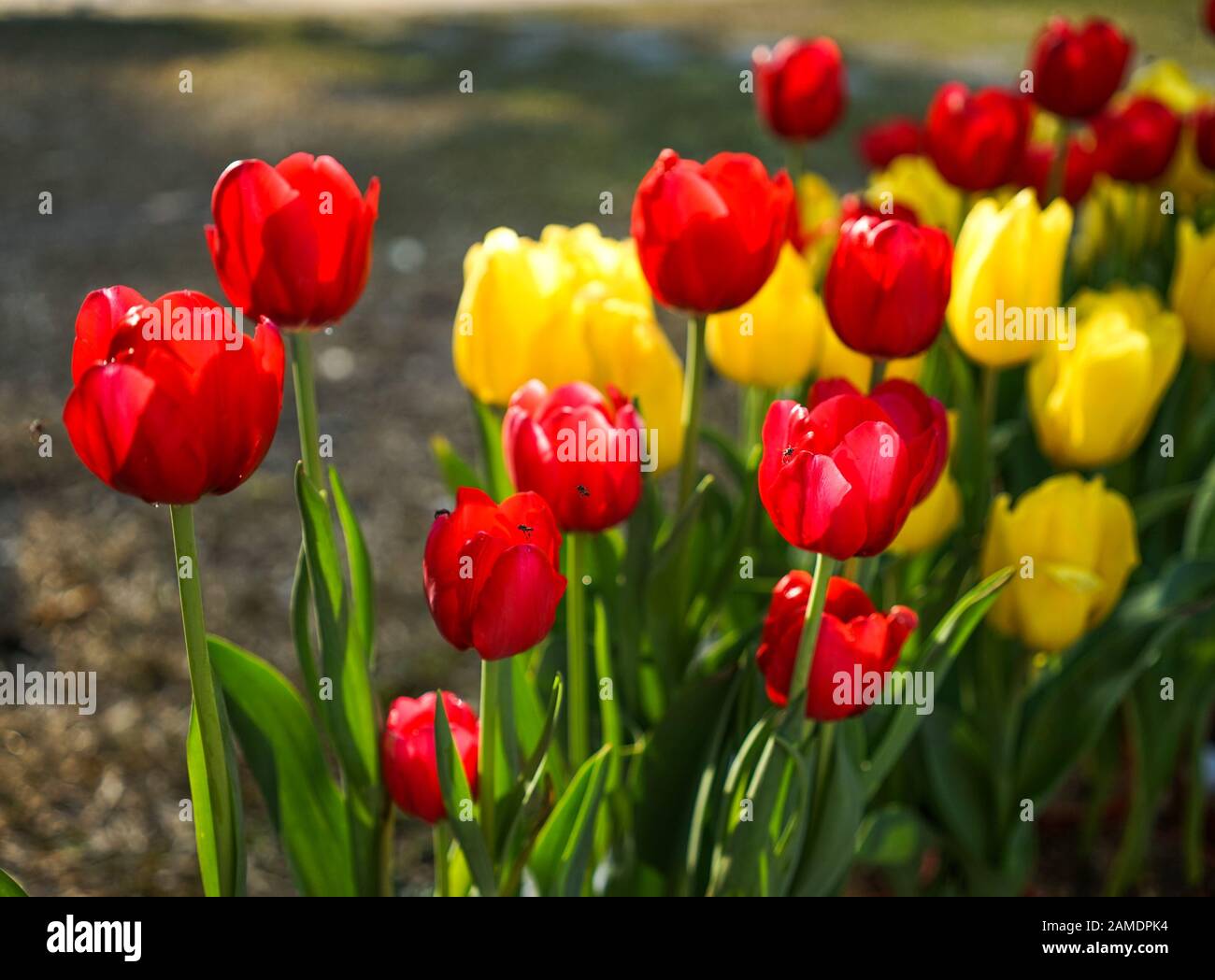 Colorful tulip flowers blooming at public park in Saigon (Ho Chi Minh ...