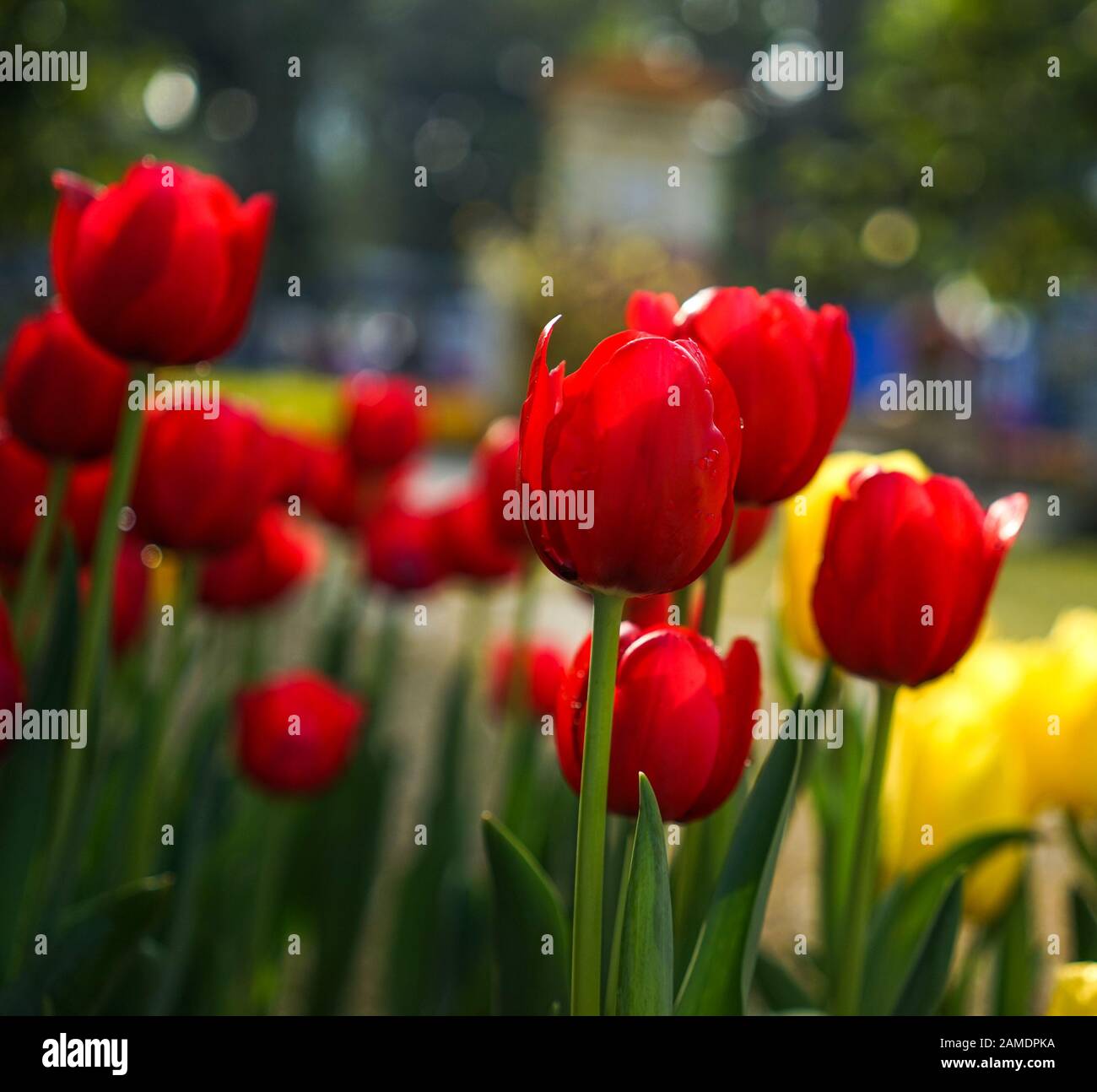 Colorful tulip flowers blooming at public park in Saigon (Ho Chi Minh ...