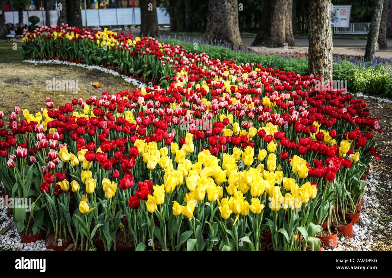 Colorful tulip flowers blooming at public park in Saigon (Ho Chi Minh ...