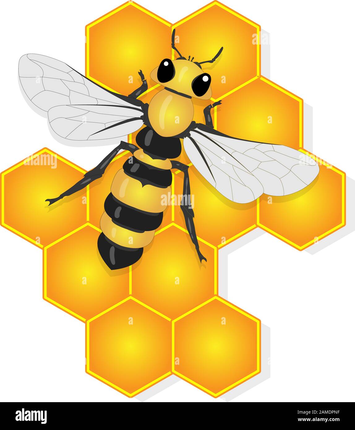Vector illustration of honey bee and honeycomb on white background ...
