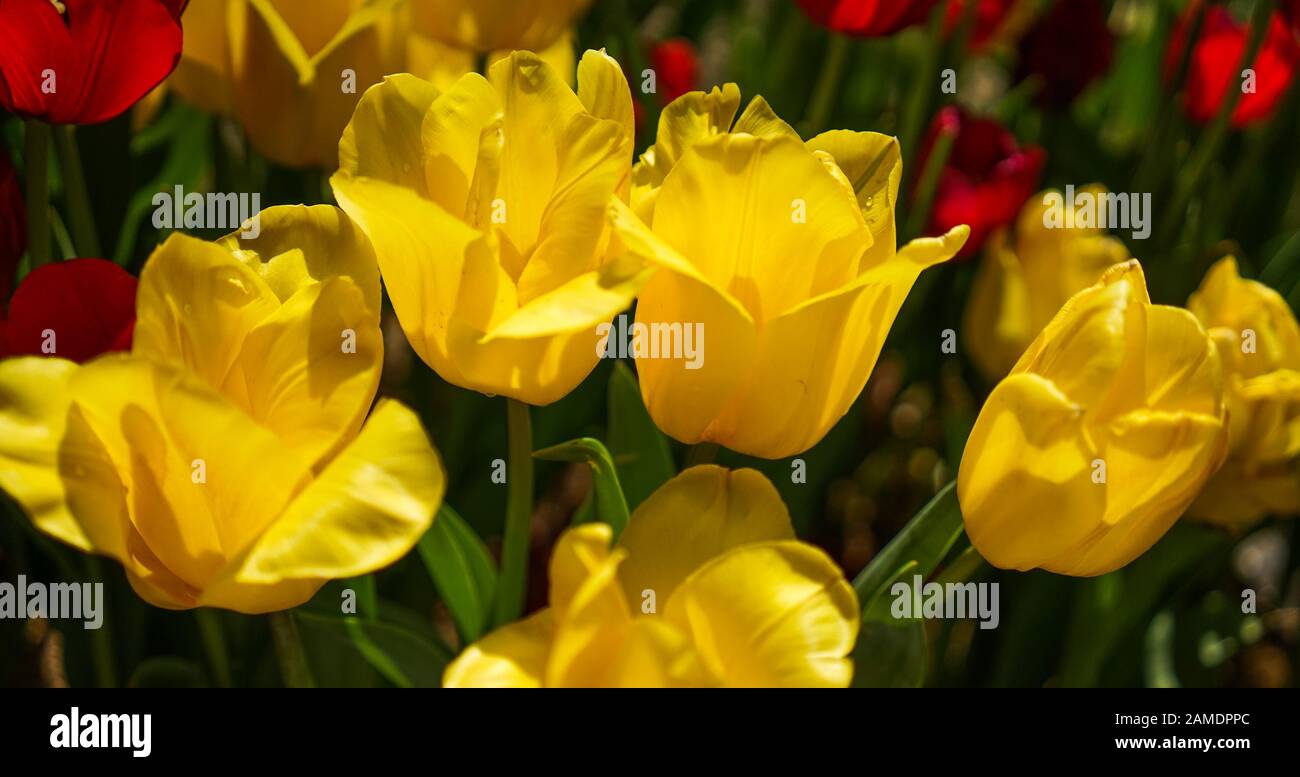 Colorful tulip flowers blooming at public park in Saigon (Ho Chi Minh ...