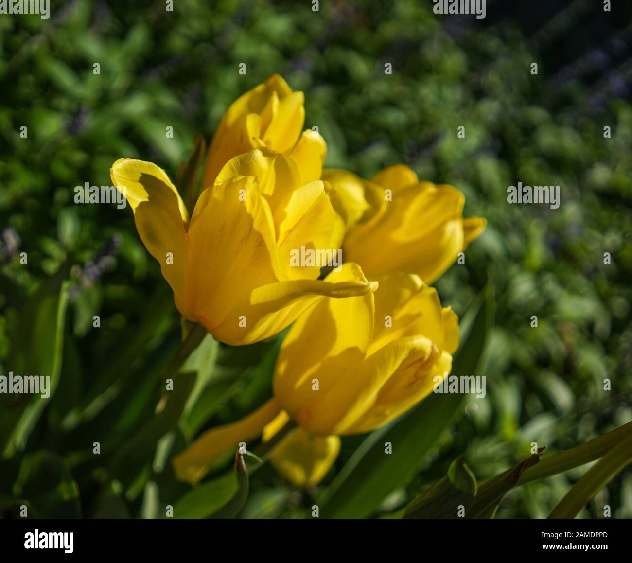 Colorful tulip flowers blooming at public park in Saigon (Ho Chi Minh ...