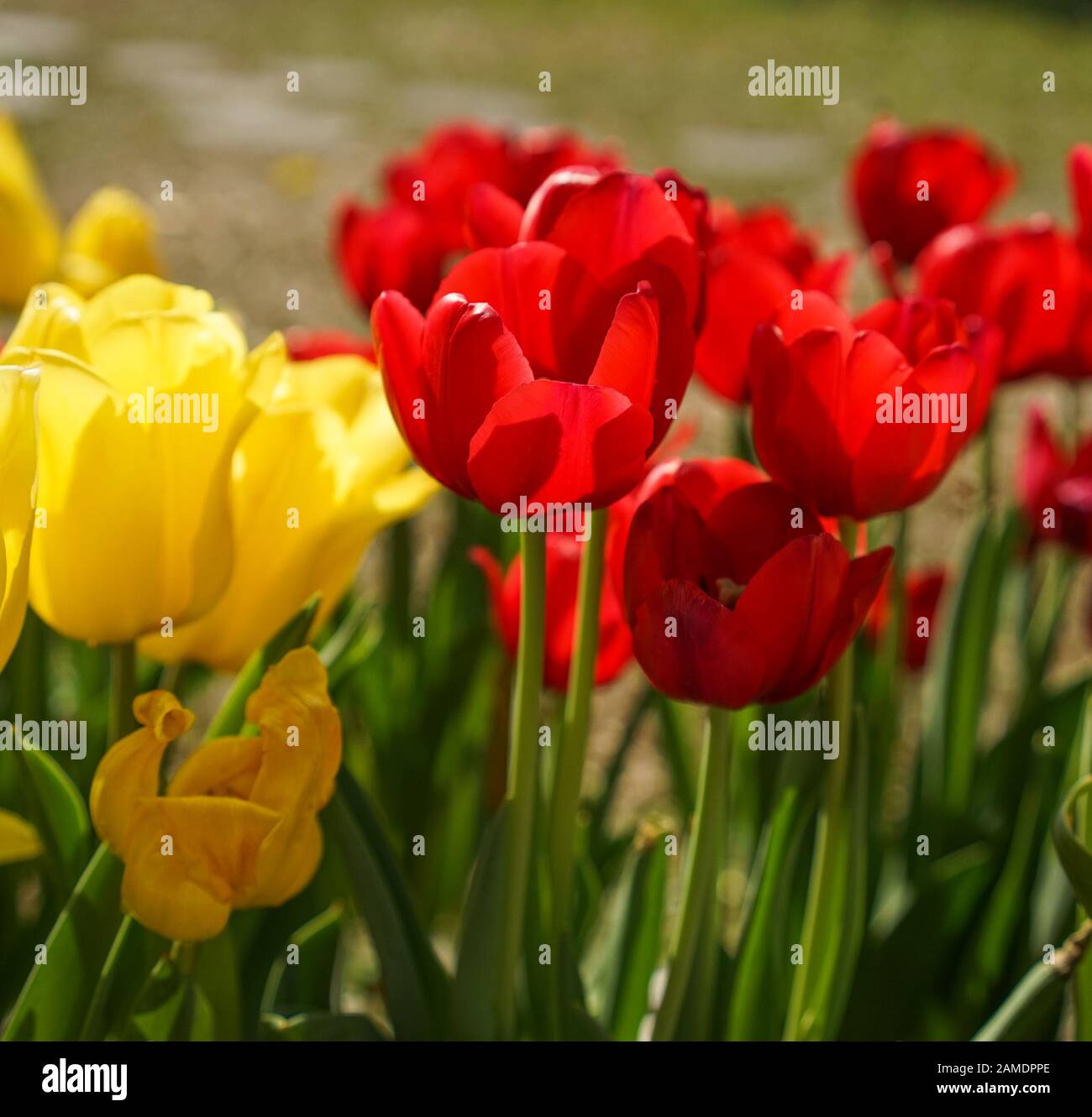 Colorful tulip flowers blooming at public park in Saigon (Ho Chi Minh ...