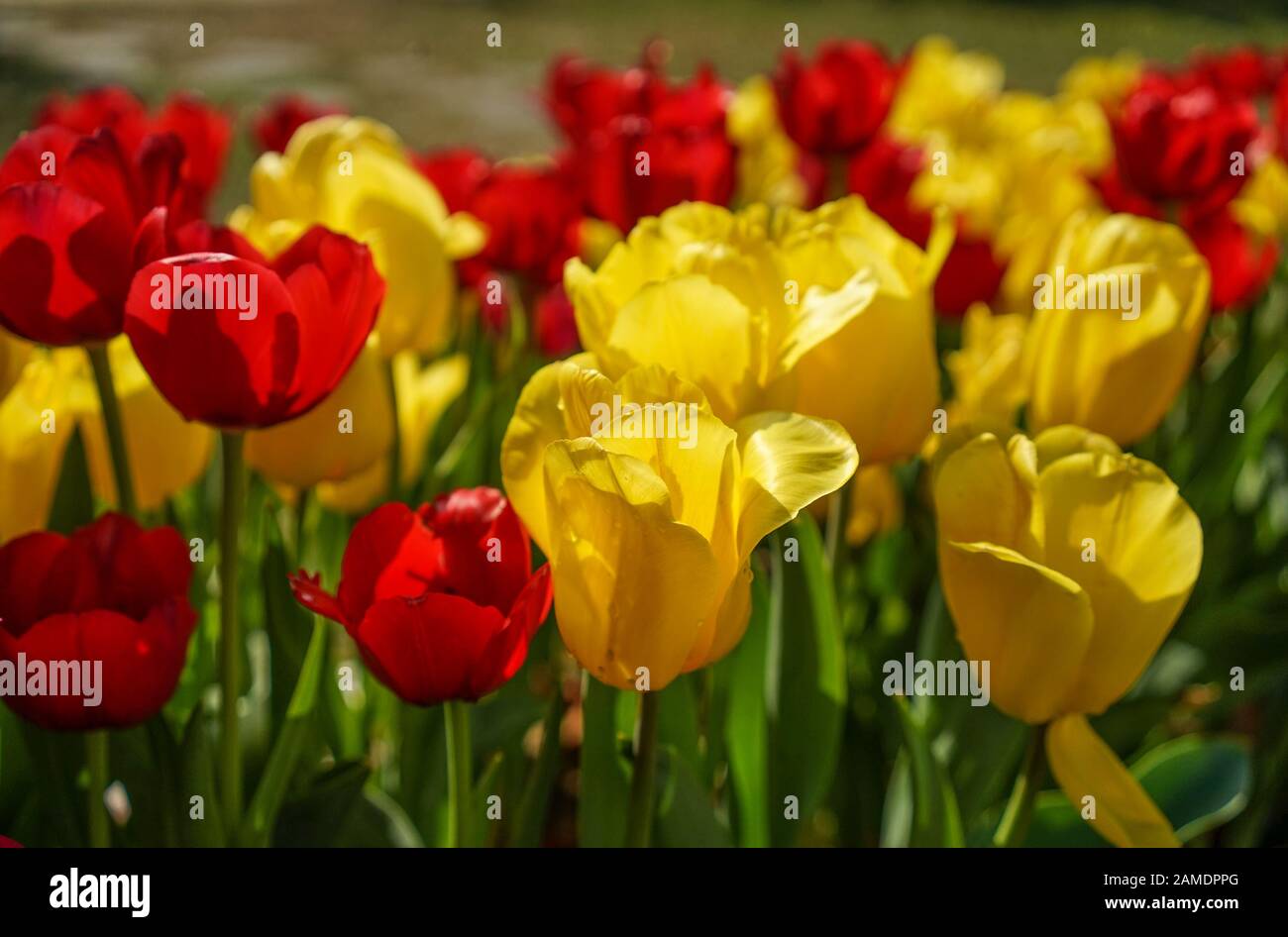 Colorful tulip flowers blooming at public park in Saigon (Ho Chi Minh ...