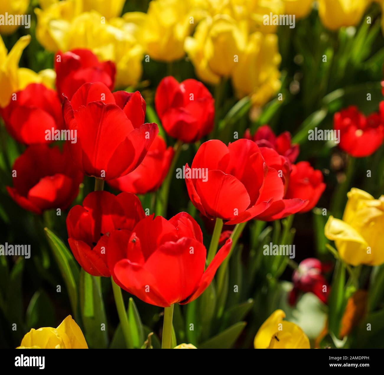 Colorful tulip flowers blooming at public park in Saigon (Ho Chi Minh ...