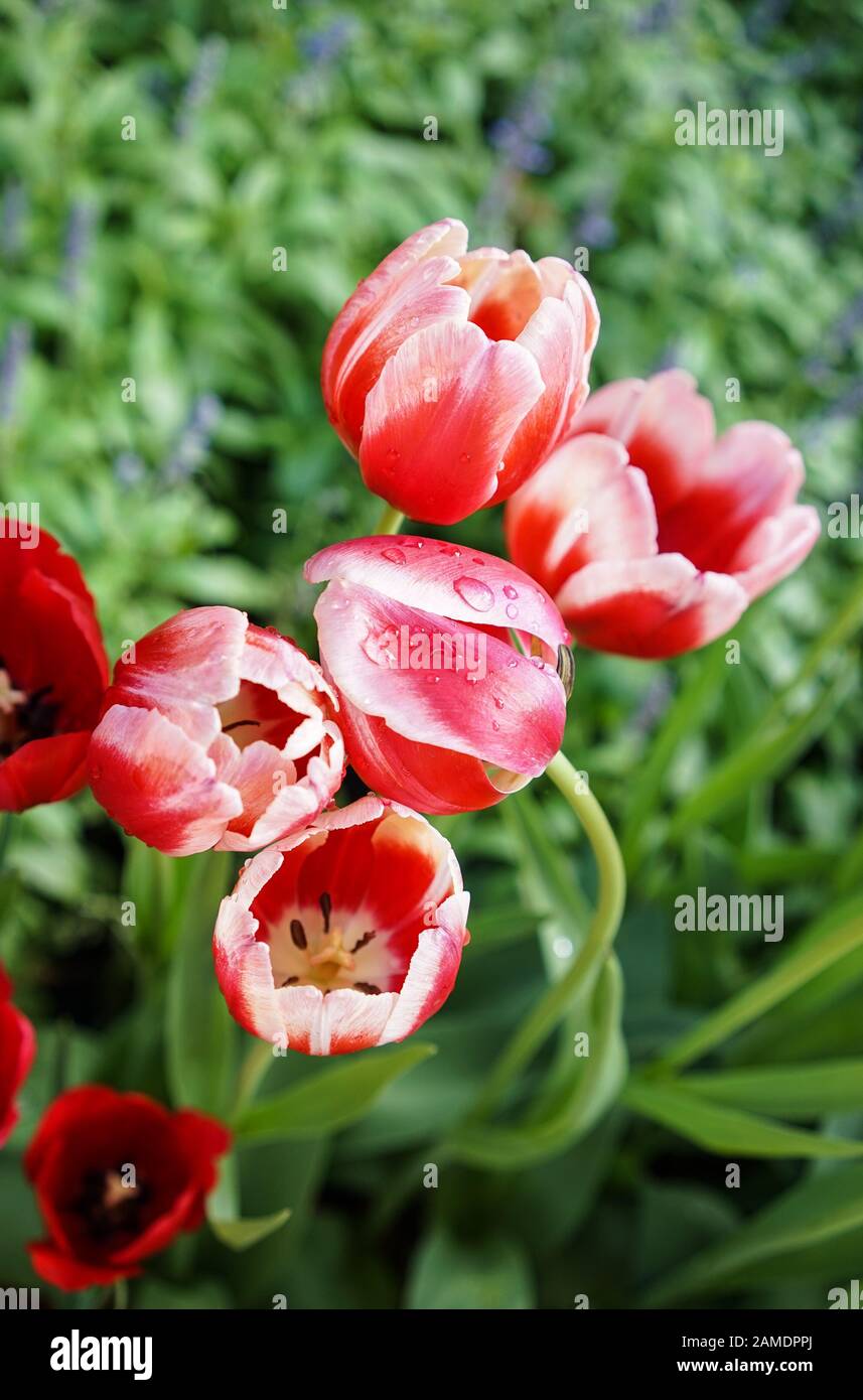 Colorful tulip flowers blooming at public park in Saigon (Ho Chi Minh ...