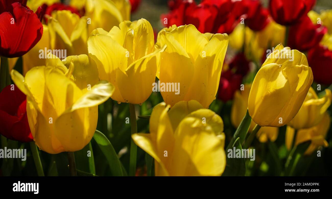 Colorful tulip flowers blooming at public park in Saigon (Ho Chi Minh ...