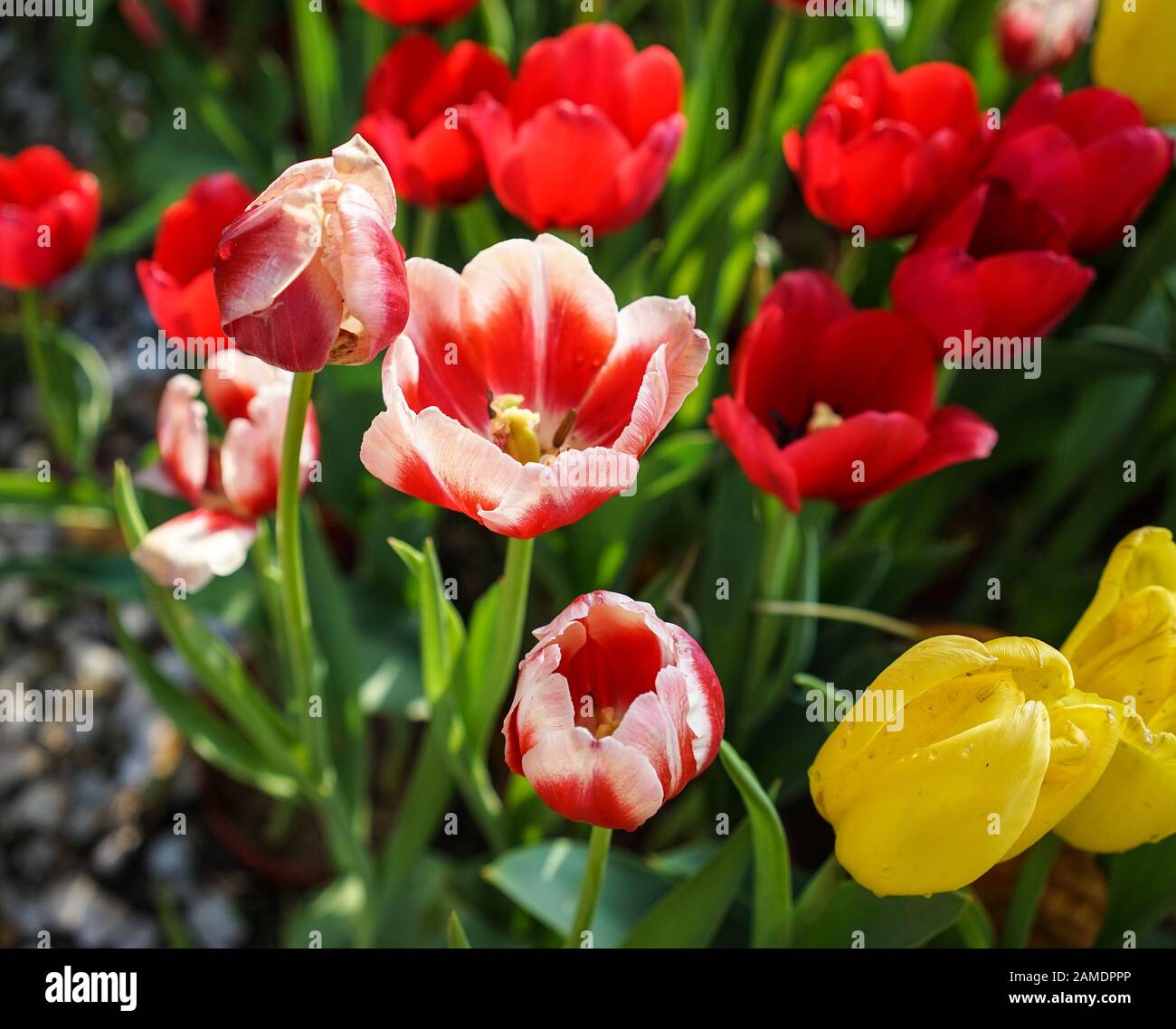 Colorful tulip flowers blooming at public park in Saigon (Ho Chi Minh ...