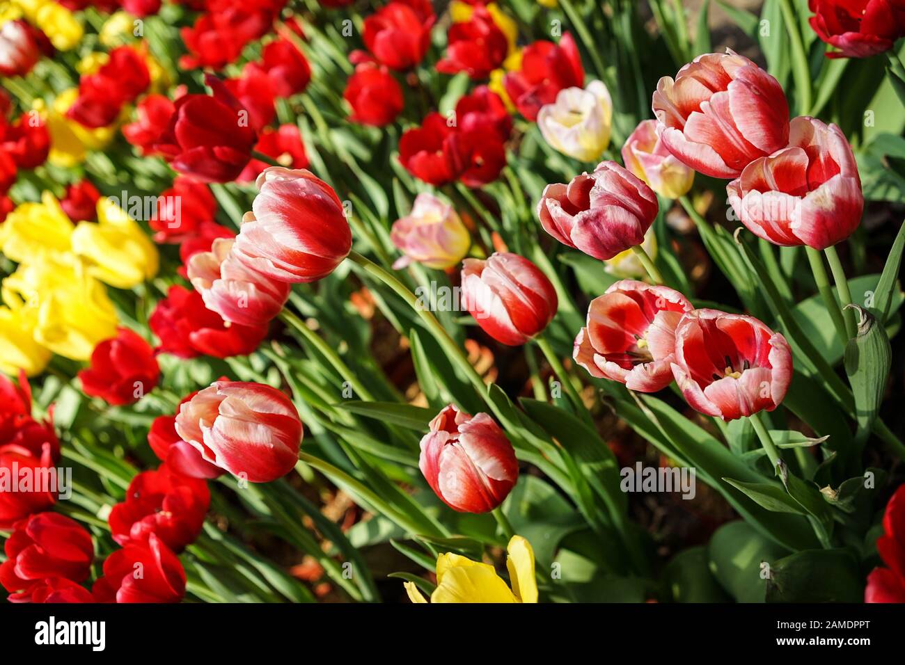 Colorful tulip flowers blooming at public park in Saigon (Ho Chi Minh ...